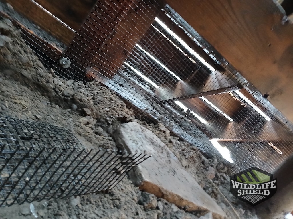 Large Raccoon Deck Trenching